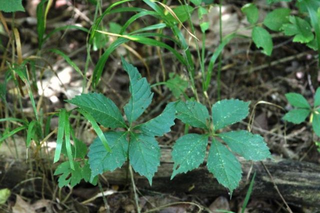 Ginseng Look Alikes | Outdoors